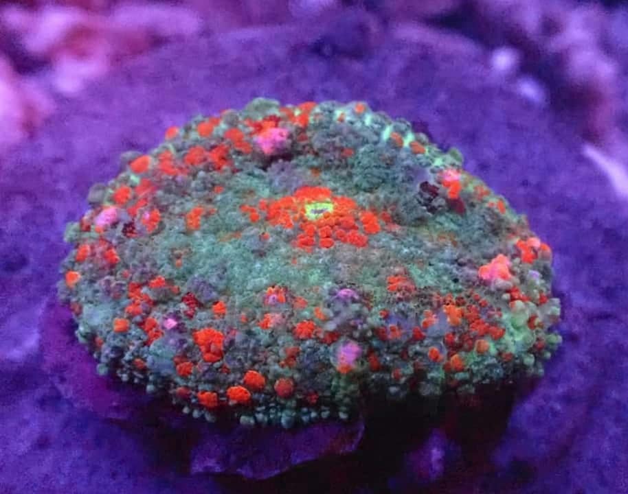 Jual Coral Hias Budidaya Terlengkap Harga Terjangkau Kualitas Terbaik ...