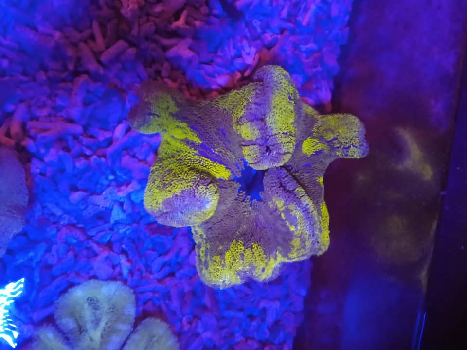 Jual Coral Hias Budidaya Terlengkap Harga Terjangkau Kualitas Terbaik ...
